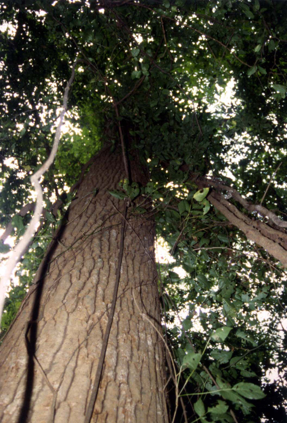 Congaree National Park - The River Alliance